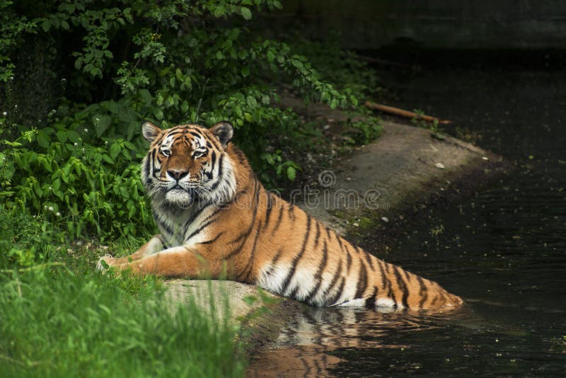 Angry Box Fish Stock Photos - Free & Royalty-Free Stock Photos from ...
