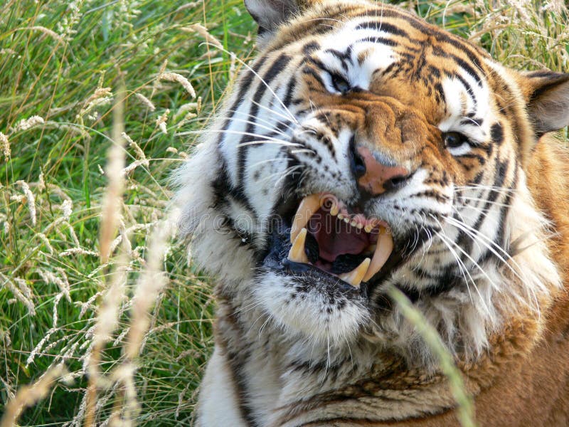 Angry tiger stock image. Image of safari, stripes, close - 4790117