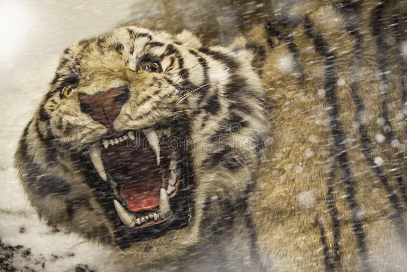Angry Tiger in the Blizzard Stock Image - Image of cold, angry: 30021999