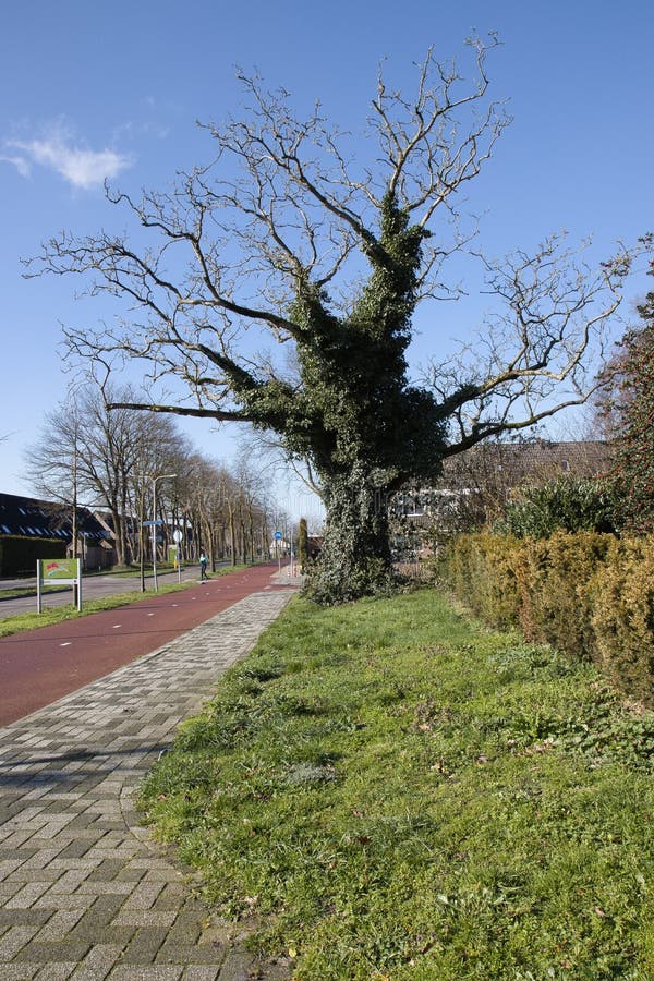 A Angry Tree in the Netherlands. Stock Image - Image of wood ...