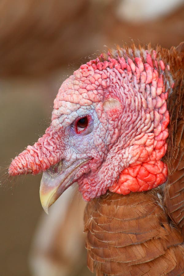 Angry Turkey stock photo. Image of bird, domestic, beak - 76918832