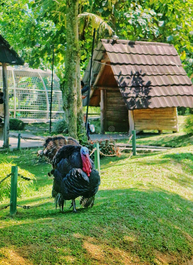 An Angry Turkey Prepares To Hunt Its Prey Stock Photo - Image of turkey ...