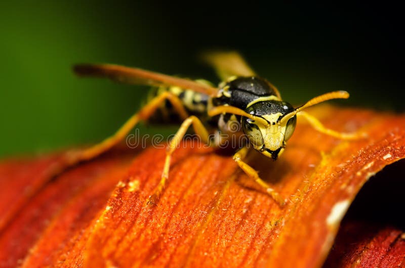 Angry wasp stock photo. Image of eyes, black, macro, wasp - 34243244
