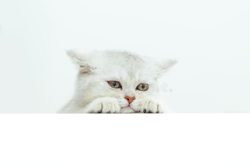 Angry White British Kitten Peeking Over a White Banner Stock Image ...