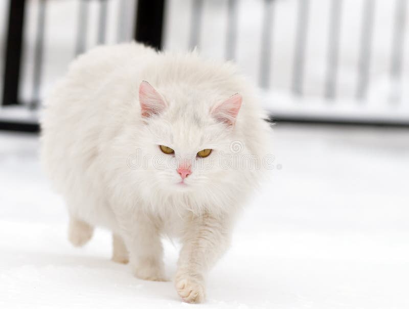 Angry white cat stock photo. Image of snow, cold, mammal - 23295154