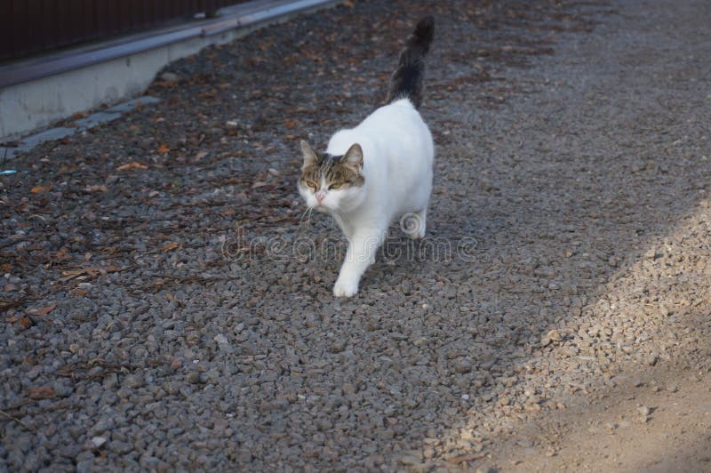 Angry White Cat is Approaching Us Stock Photo - Image of cute, lovely ...