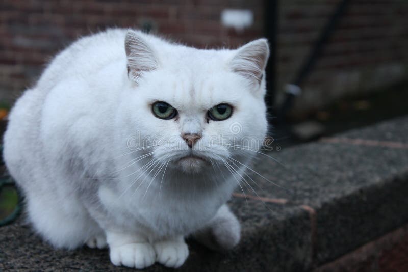 Angry White Cat with Green Eyes Looking Forward Stock Photo - Image of ...