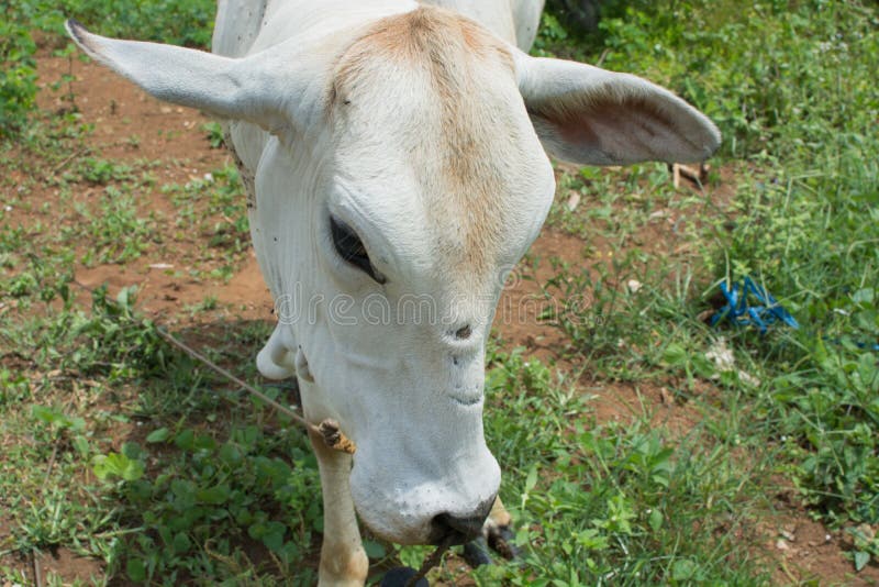 Angry cow stock photo. Image of fearful, angry, farm - 54895514