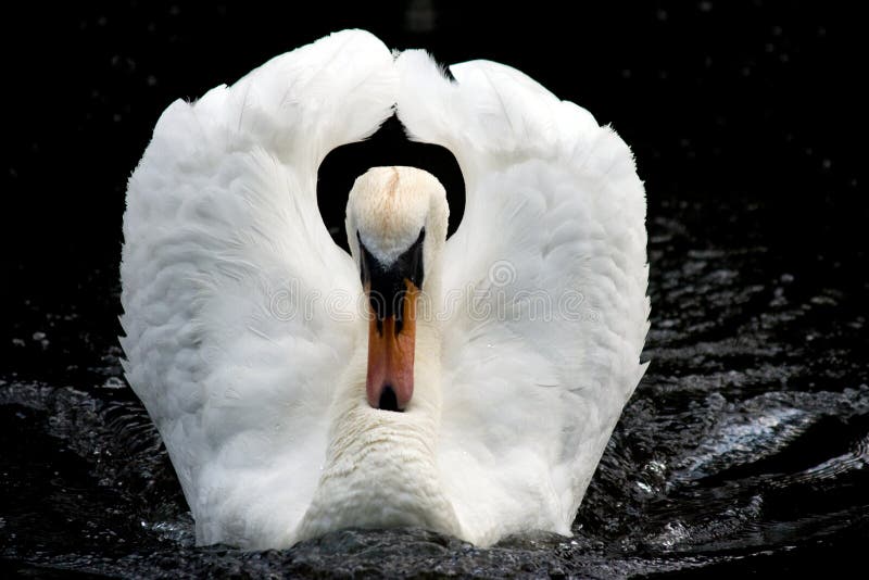 Angry White Swan stock image. Image of swimming, head - 5390213