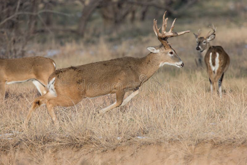 397 Angry Deer Stock Photos - Free & Royalty-Free Stock Photos from ...