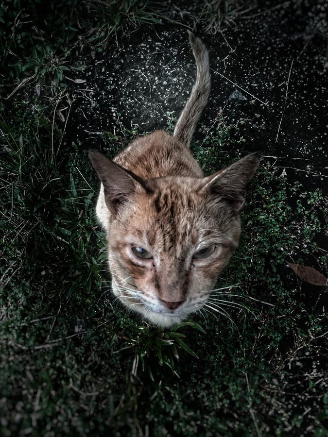 Angry Wild Cat Begging Food Stock Image - Image of begging, food: 199487407