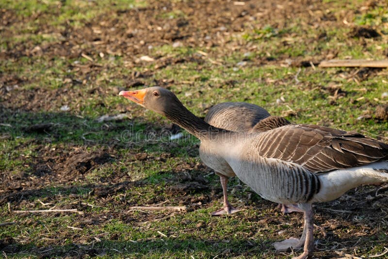Angry Wild Duck Looking for Food Stock Image - Image of grass, cheerful ...