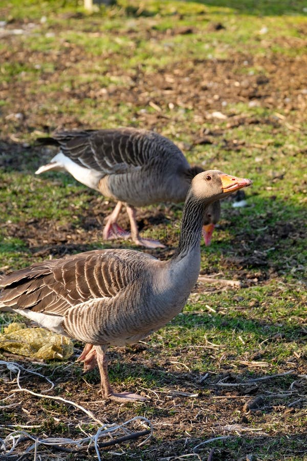 Angry Wild Duck Looking for Food Stock Photo - Image of drake, portrait ...