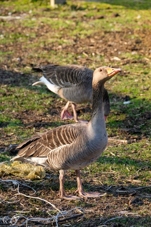 Angry Wild Duck Looking for Food Stock Photo - Image of looking ...