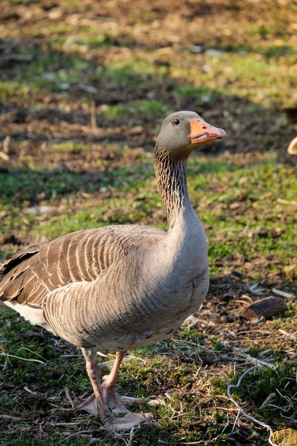 Angry Wild Duck Looking for Food Stock Photo - Image of beautiful ...