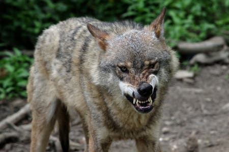 Angry wolf stock image. Image of canis, moon, face, grey - 28622903