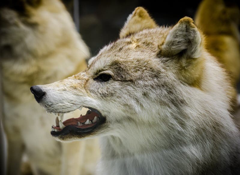 Angry Wolf Head Profile