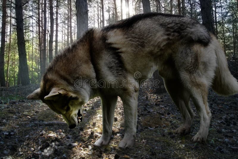 Angry wolf stock image. Image of canis, moon, face, grey - 28622903