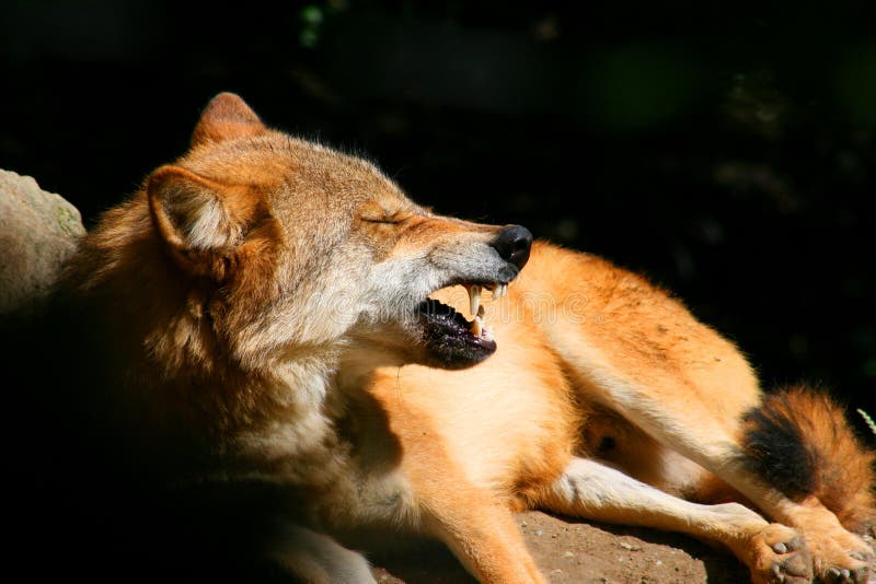 Angry wolf stock image. Image of animal, angry, wolf - 55770203