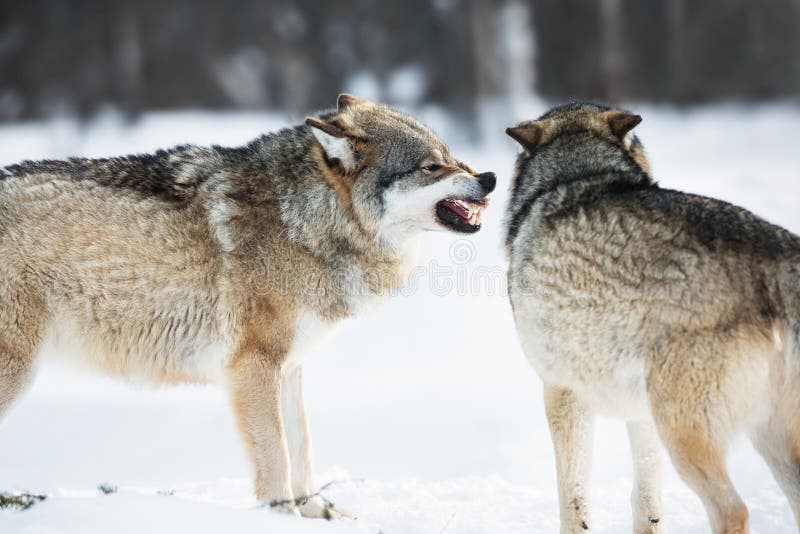 Angry Wolves in Winter Forest Stock Photo - Image of north, nature ...
