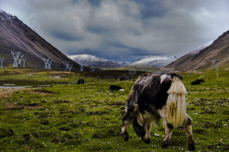 Angry yak stock image. Image of prairie, mountain, named - 97334125