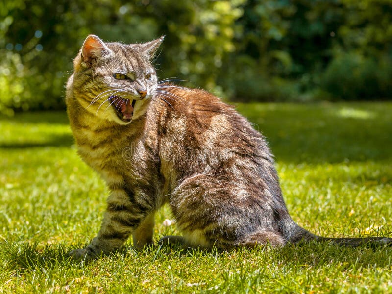 325 Yelling Cat Stock Photos - Free & Royalty-Free Stock Photos from ...