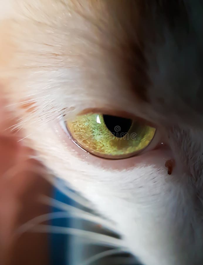 An angry yellow cat eye stock photo. Image of eyelash - 231619666