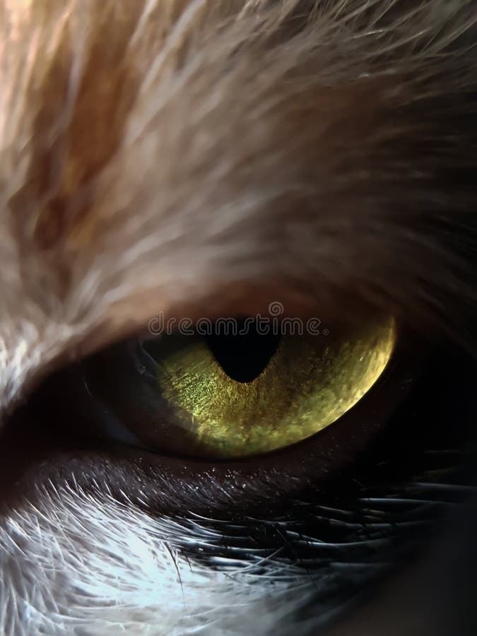 An angry yellow cat eye stock photo. Image of face, brown - 231619698