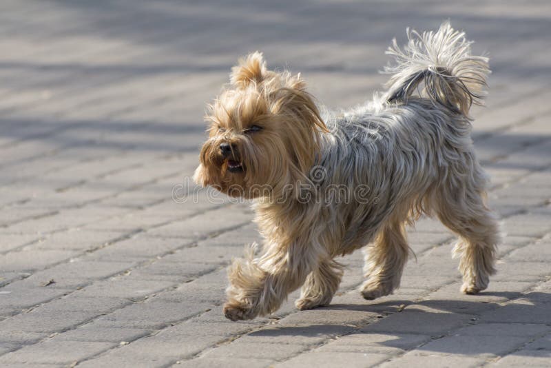 Angry Yorkshire Terrier Runs Towards. Rabid Animals Stock Photo - Image ...