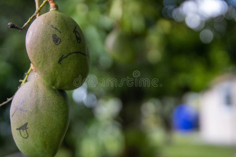 Young Mango Tree Growing Up, Young Mango Tree Harvesting Stock Image ...