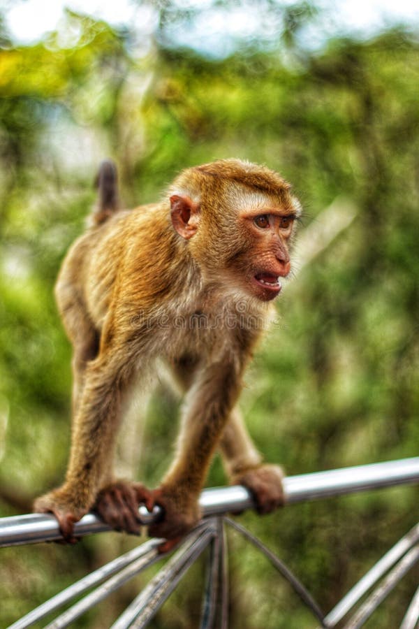 An angry young monkey stock image. Image of nature, young - 158648085