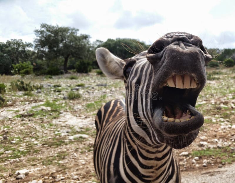 654 Zebra Teeth Stock Photos - Free & Royalty-Free Stock Photos from ...