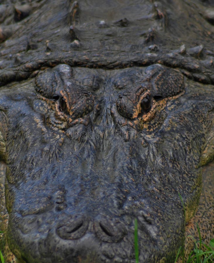 Angry Alligator stock photo. Image of animal, creature - 124568504