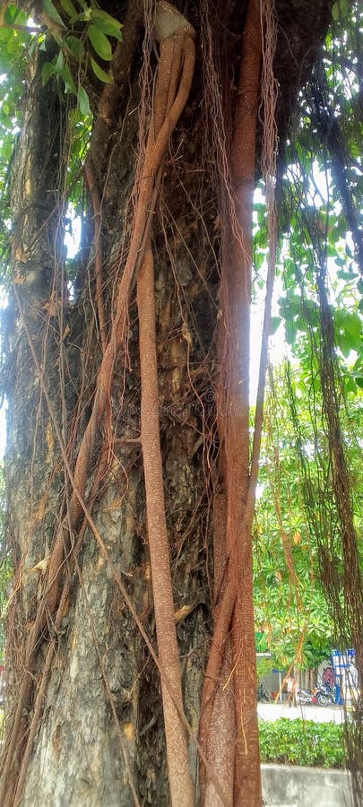 The Angsana Tree with a Unique Texture Has an Abstract and Antique ...