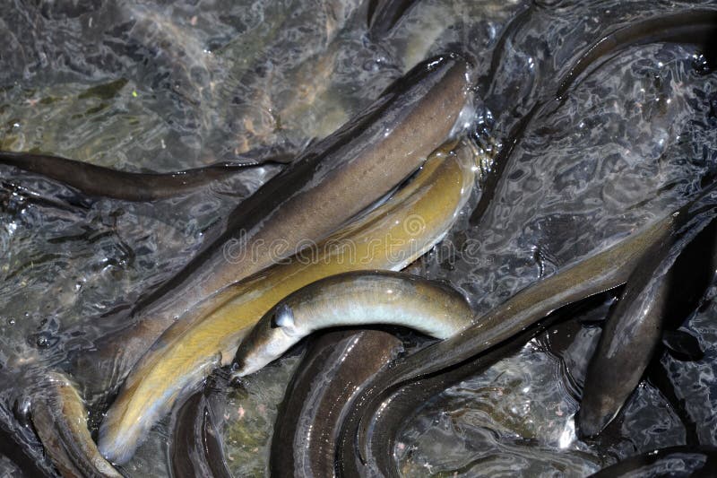 Pescados Anguila Anguila De La Anguila En El Río Limpio Hermoso Tiro ...