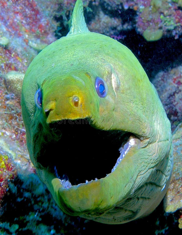 Anguila grande de la boca imagen de archivo. Imagen de anguila - 13834941