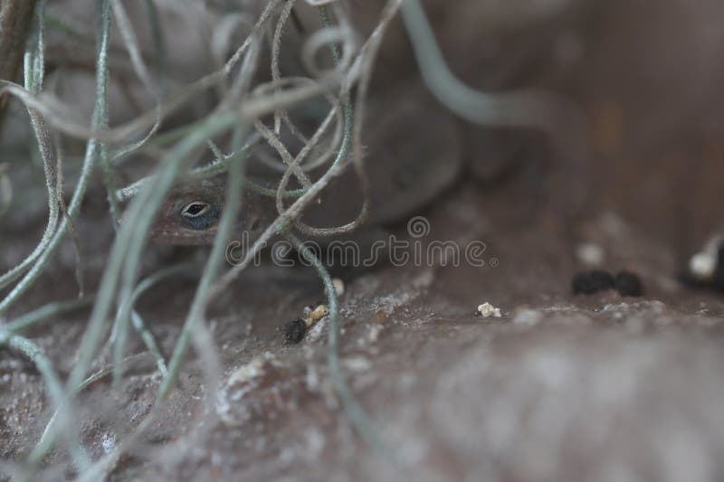 Pogus Stock Photos - Free & Royalty-Free Stock Photos from Dreamstime