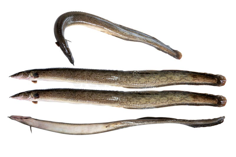 Anguilla Bengalensis or Indian Eel Fish Over White Background Stock ...