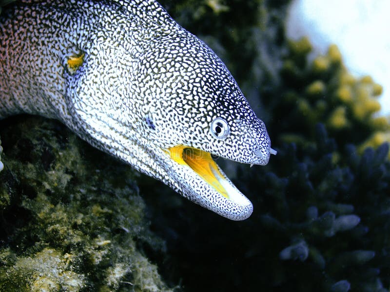 Anguilla di Moray fotografia stock. Immagine di animale - 11790622