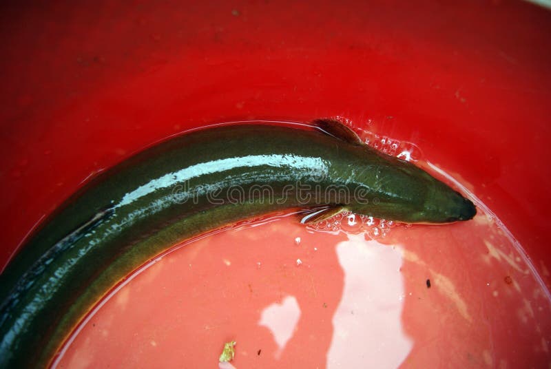 Anguille image stock. Image du seafood, vente, nourriture - 18050623