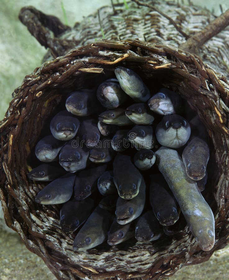 ANGUILLE D`EUROPE Anguilla Anguilla Stock Photo - Image of endangered ...