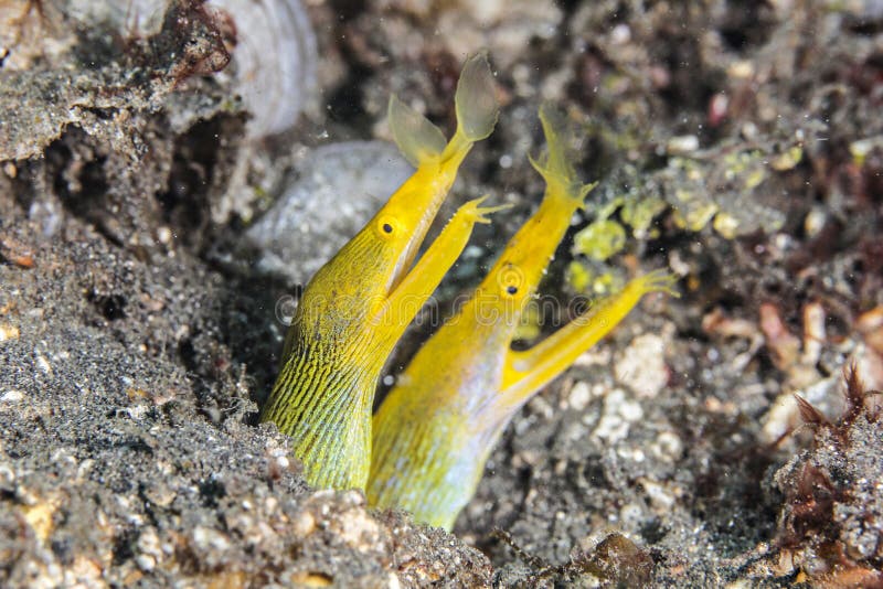 Photos de Anguille Jaune De Bande - Photos de stock gratuites et libres ...