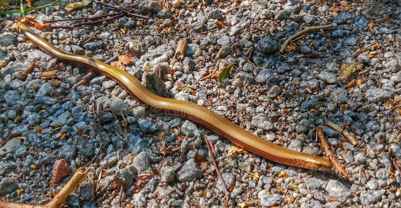 Anguis fragilis stock photo. Image of snake, lizard - 155441388