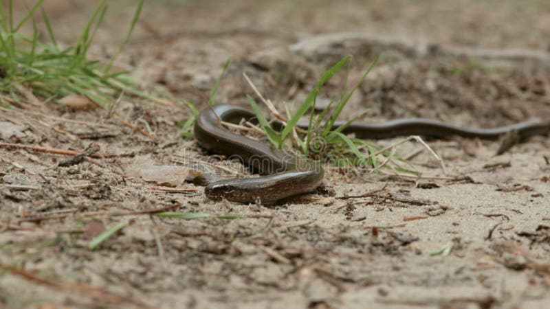 Anguis Fragilis is a Legless Lizard Reptile Native To Eurasia. Deaf ...