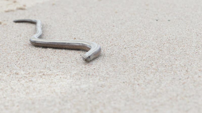 Anguis Fragilis is a Legless Lizard Reptile Native To Eurasia. Deaf ...