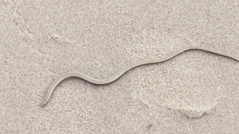 Anguis Fragilis is a Legless Lizard Reptile Native To Eurasia. Deaf ...