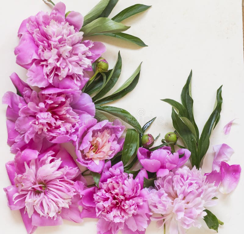 Angular Composition of Peony Flowers and Green Leaves on a White ...