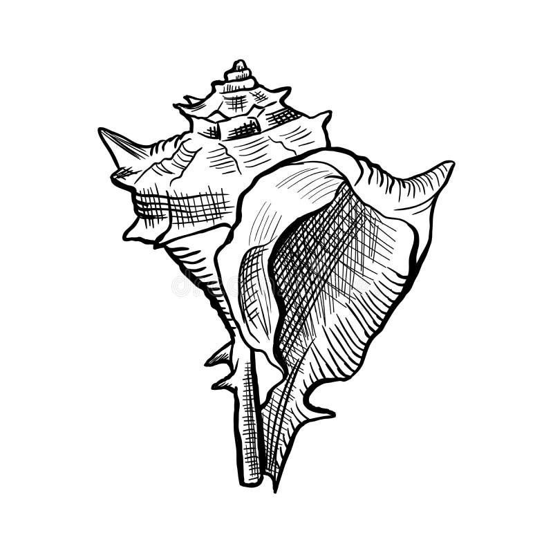 Conch Stock Illustrations – 7,797 Conch Stock Illustrations, Vectors ...