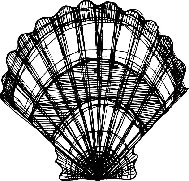 Sea shells hand drawn stock illustration. Illustration of sketch ...