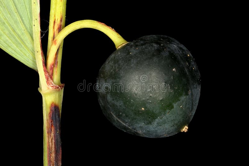 Angular Solomon S Seal (Polygonatum Odoratum). Fruit Closeup Stock ...